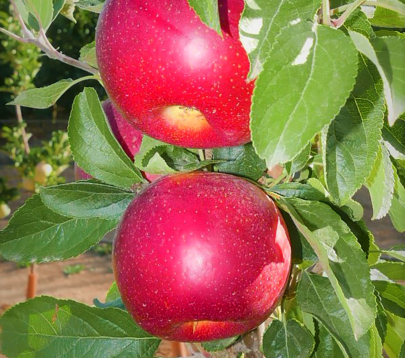 Red “Hot” apple continues to impress | Export and Trade Handbook
