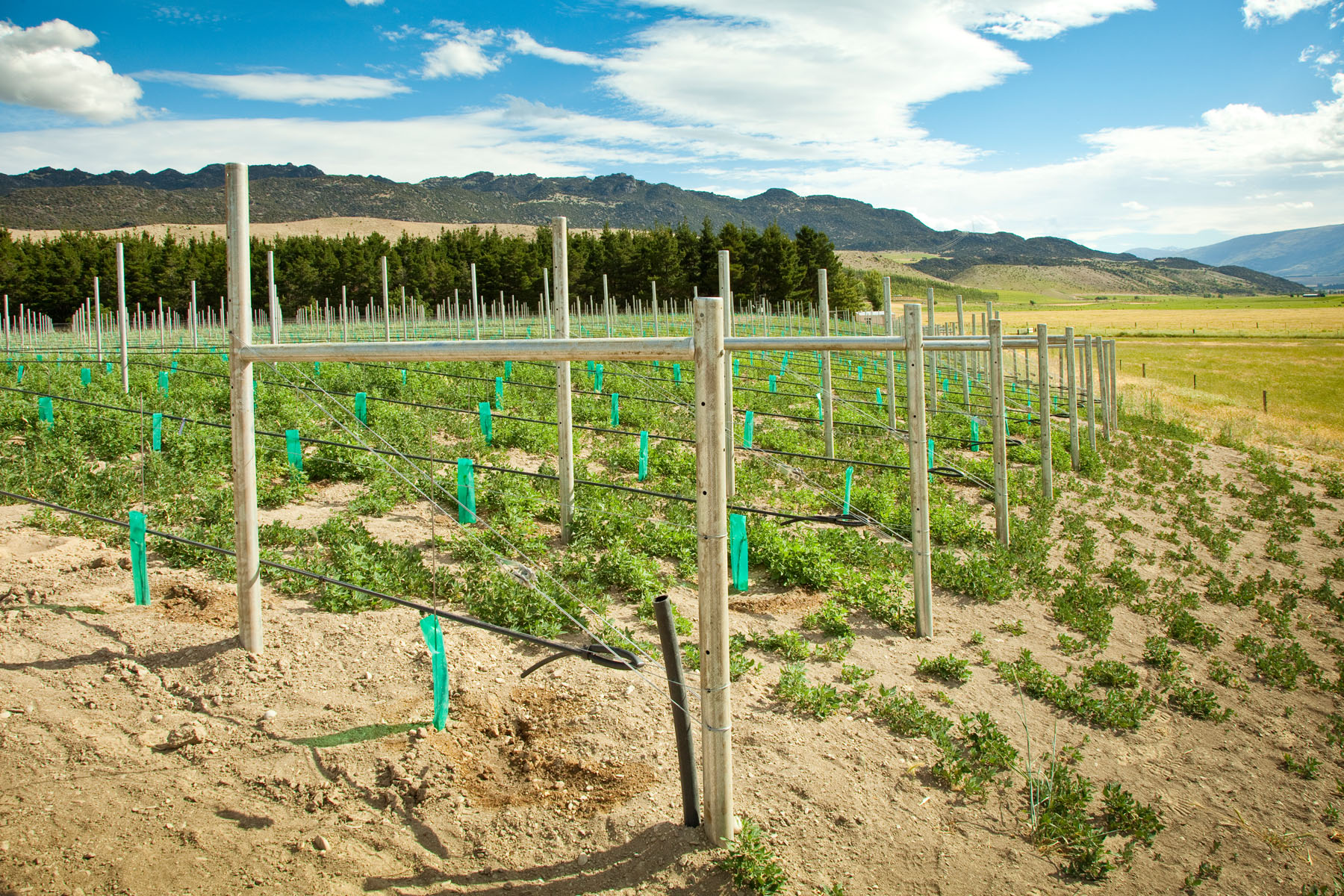 NZ Tube Mills win Wellington's supreme award | Export and Trade Handbook