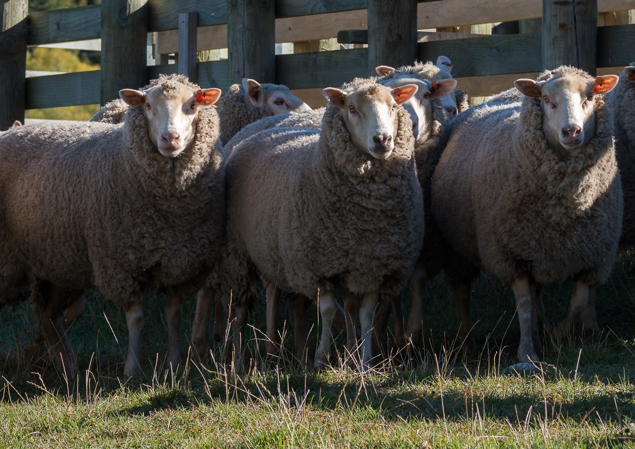 Championing the benefits of crossbred wool to the world | Export and ...