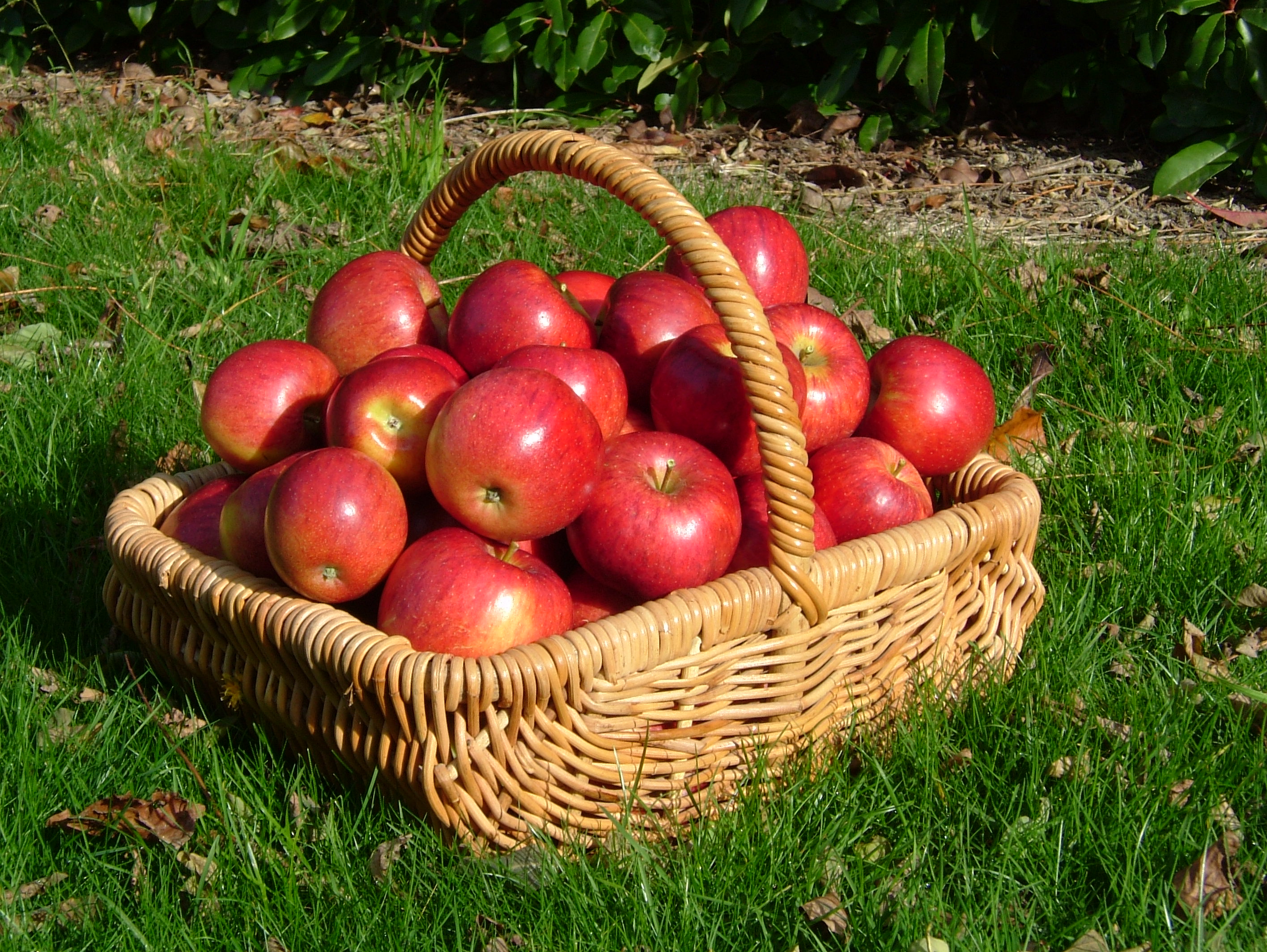 Positive apple and pear export forecast | Export and Trade Handbook